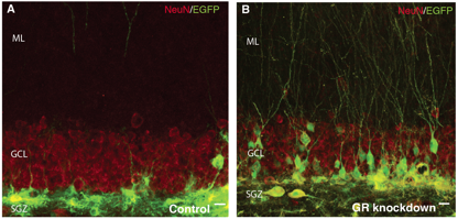 Dr. C.P. (Carlos) Fitzsimons - University of Amsterdam